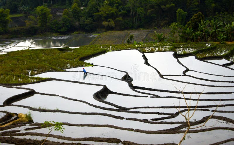 Rice Fields, Flores Island, Indonesia Stock Image - Image of natural ...