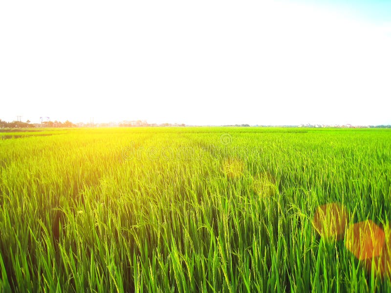 Flowering in rice stock photo. Image of life, flowers - 26453330