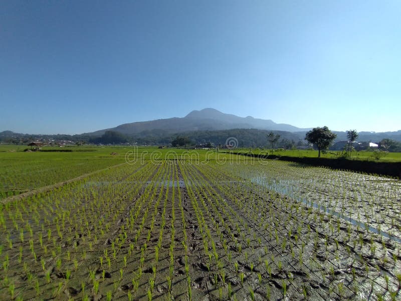 Rice Fields at the Foot of Mount Tampomas Stock Image - Image of fields ...