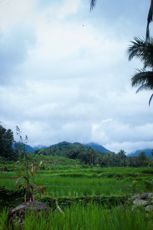Rice Fields at the Foot of the Mountains of West Java Stock Photo ...