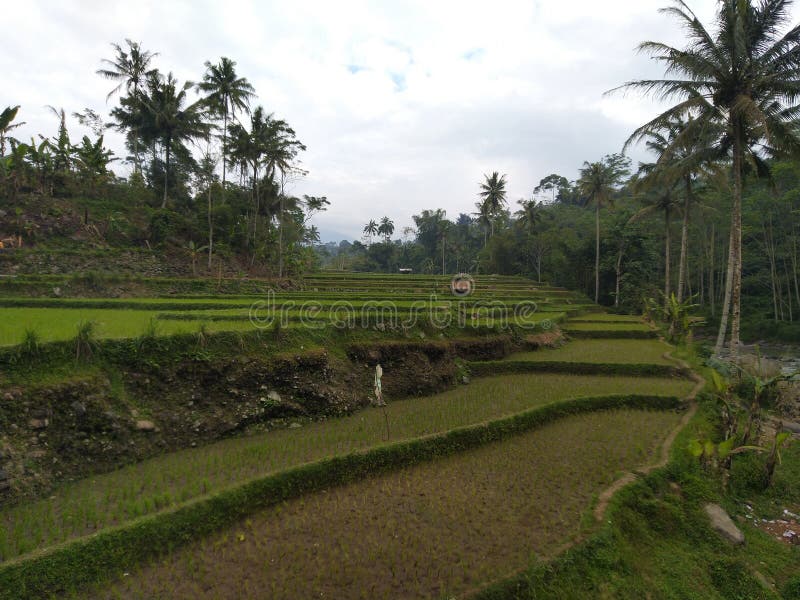 Rice fields in the forest stock image. Image of hill - 206298377