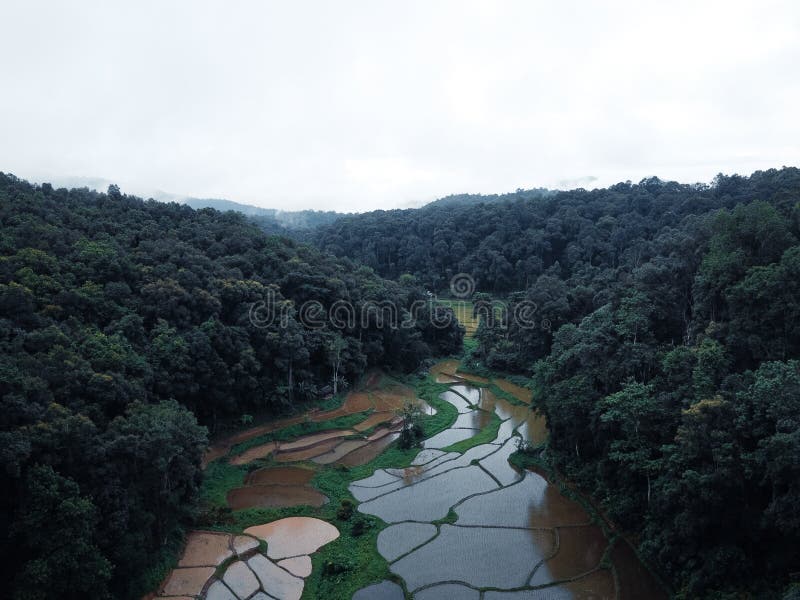 The Rice Fields in the Forest are Cultivating Stock Photo - Image of ...