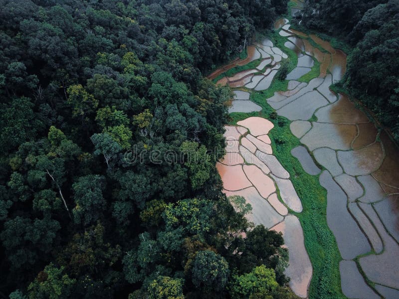 The Rice Fields in the Forest are Cultivating Stock Image - Image of ...
