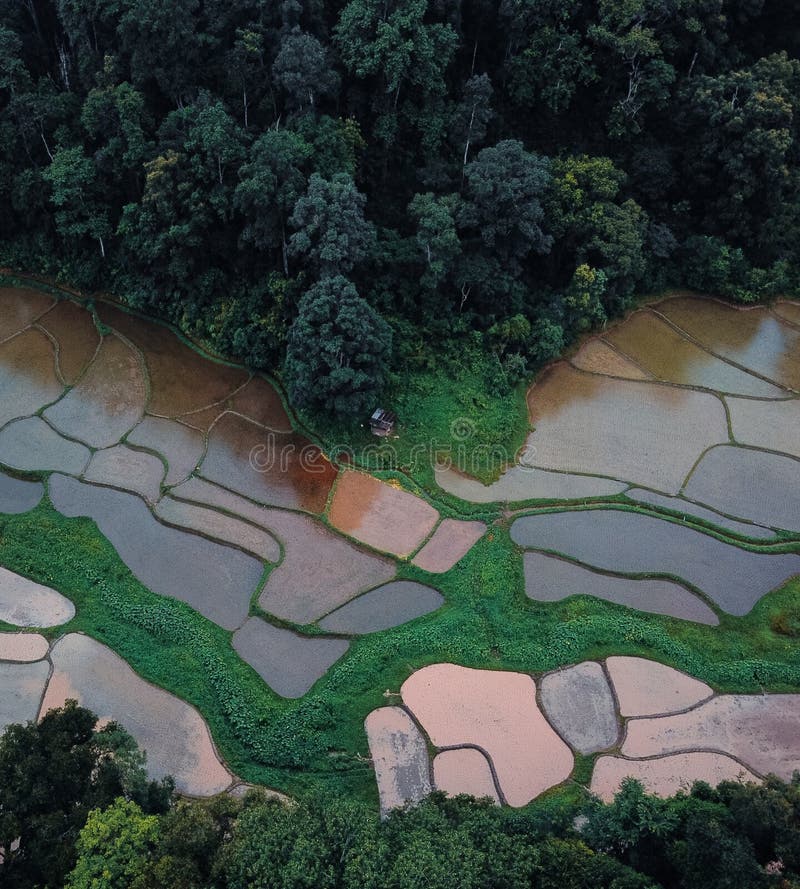 The Rice Fields in the Forest are Cultivating Stock Image - Image of ...