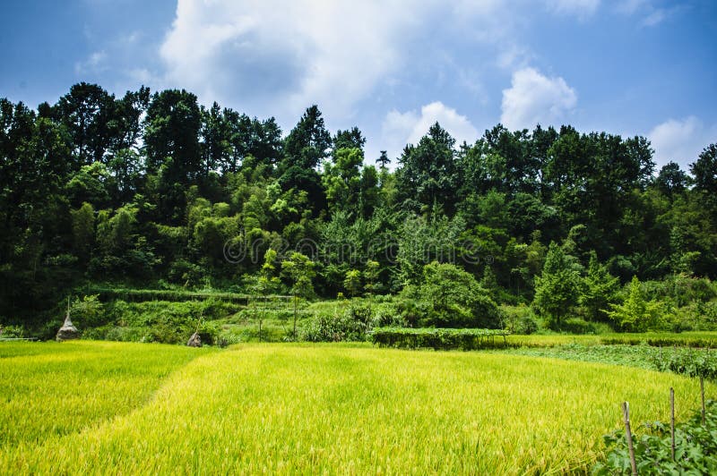 Rice Fields and Forest Scenery Stock Image - Image of autumn, asia ...