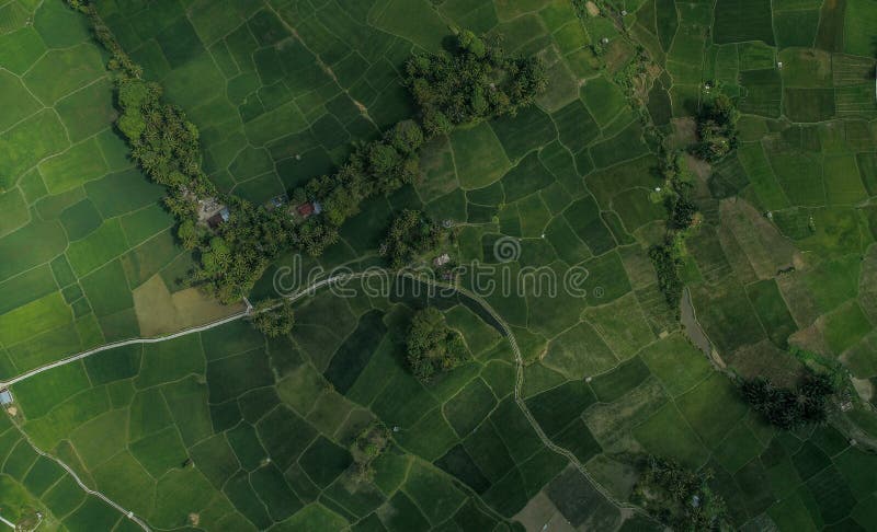 The Rice Fields Form a Beautiful Pattern Stock Photo - Image of pattern ...