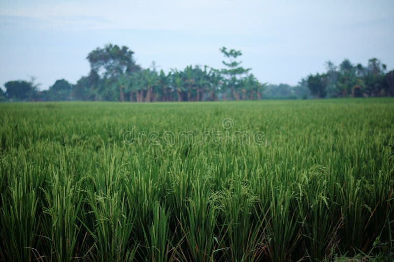 Rice Fields stock photo. Image of fresh, fields, rice - 137316500