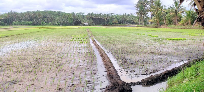 Rice Fields with Freshly Planted Rice. Stock Image - Image of crop ...