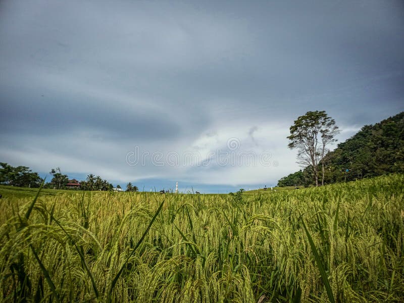 The Rice Fields are Full of Yellow Rice Fields Stock Photo - Image of ...