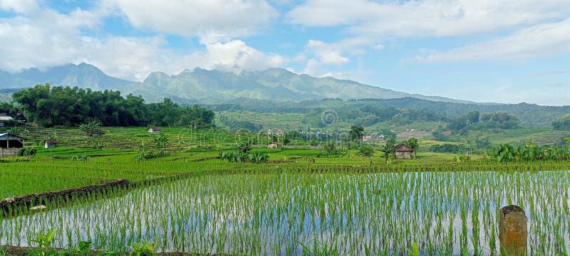 Rice Fields and Gardens Can Be Seen from a Distance at the Foot of the ...