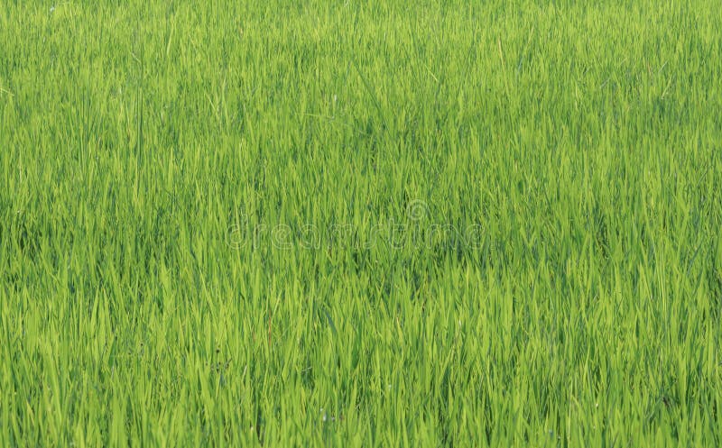 Rice Fields in Green Rice Fields Background Image Stock Photo - Image ...