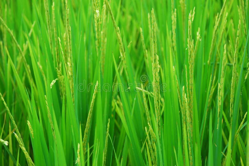 Rice fields stock photo. Image of botany, crop, natural - 53163490