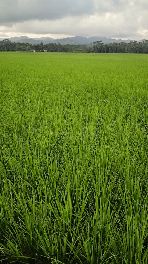 Rice Fields, Green Nature, Nature, Stock Photo - Image of fields, green ...