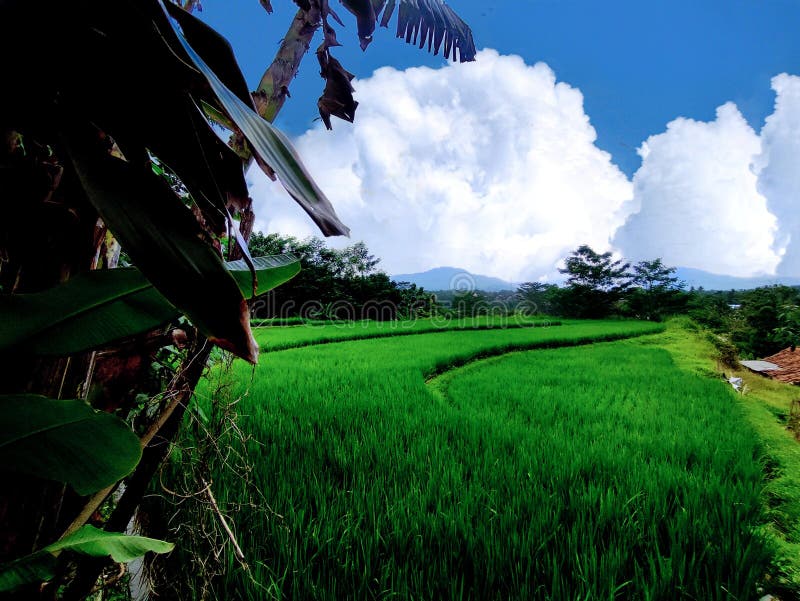 Rice Fields Green View at Jonggol Stock Photo - Image of jonggol, hill ...