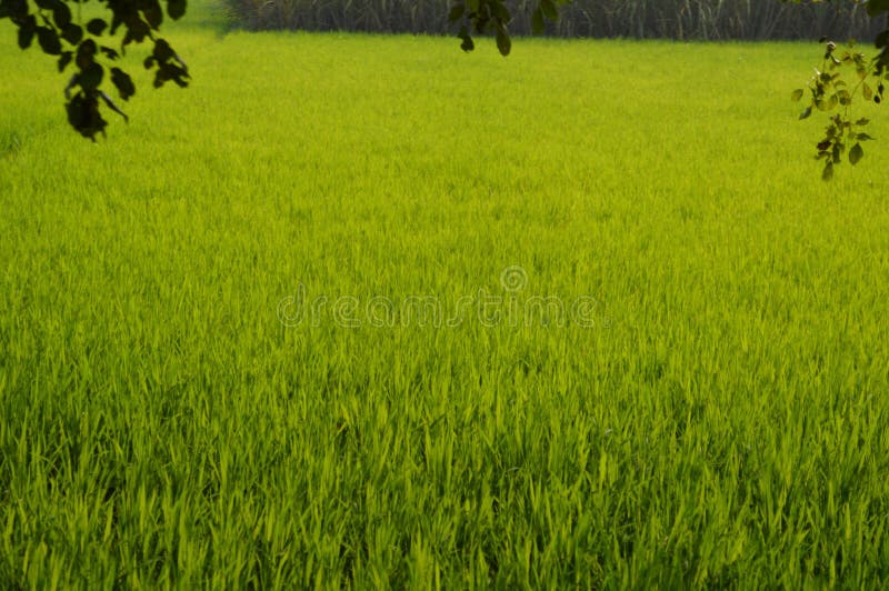 Fields of Greens Spotted in Akkar North of Lebanon on the Road. Lebanon ...