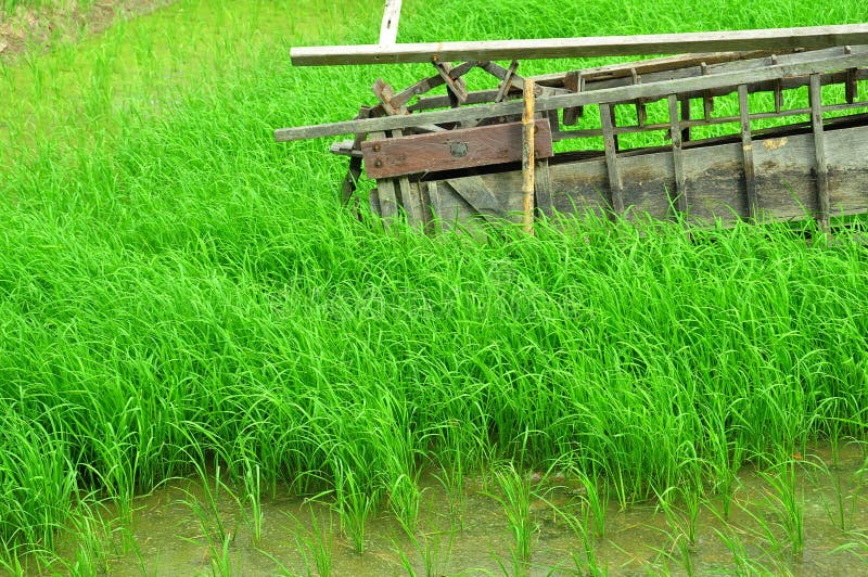 The the Rice Fields Grow Beautiful Green. Stock Image - Image of plot ...