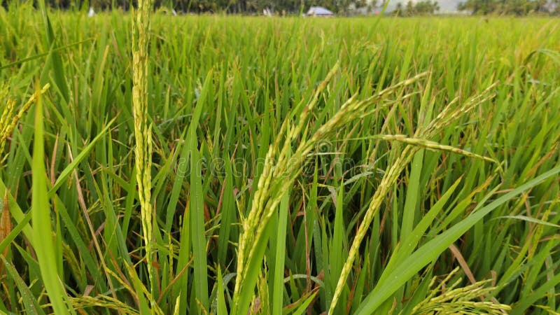 Close Up of Rice Plants in the Rice Field Stock Video - Video of ...