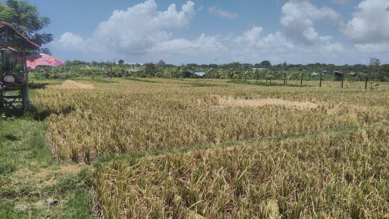 Rice fields after harvest stock image. Image of rice - 257213959