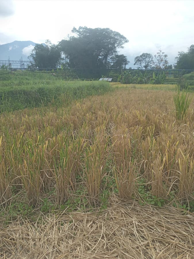 Rice Fields after Harvest Beautifully Captured Stock Photo - Image of ...