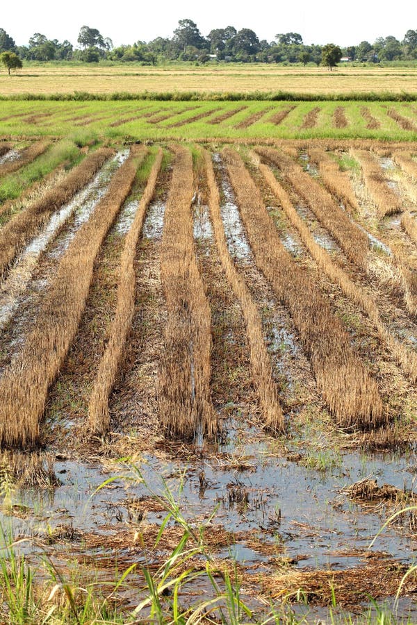 Rice Fields at Harvest Completed in Dry Season Stock Photo - Image of ...