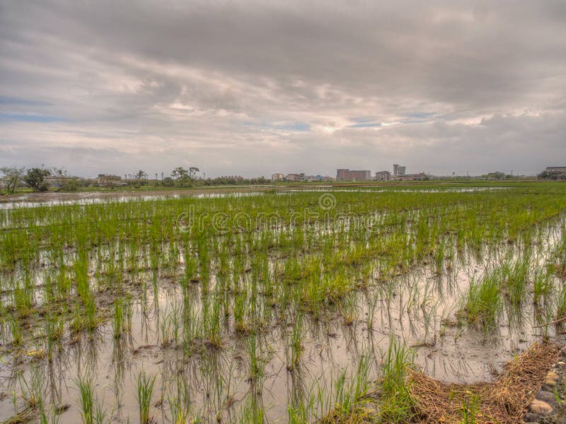 Rice fields after harvest stock photo. Image of harvester - 220261822