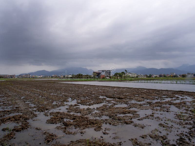 Rice fields after harvest stock image. Image of ground - 220261957