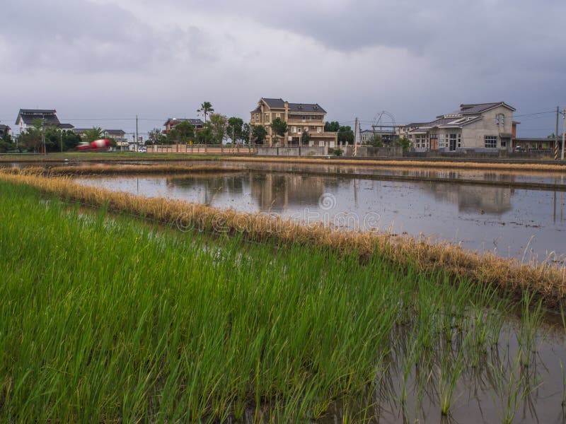 Rice fields after harvest stock image. Image of taiwan - 220262185