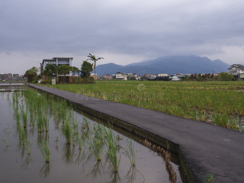 Rice fields after harvest stock image. Image of range - 220261975