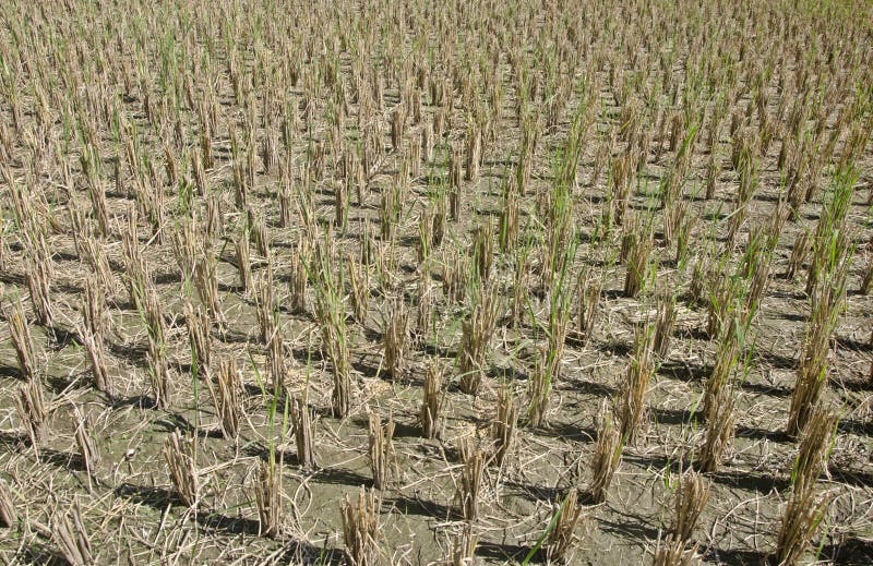 Rice fields after harvest stock photo. Image of harvesting - 69277732