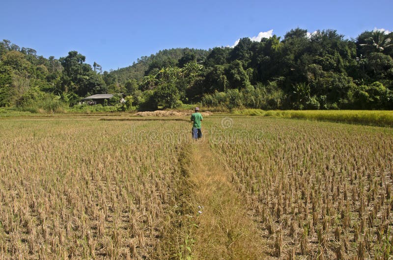 Rice fields after harvest stock photo. Image of rice - 69277798
