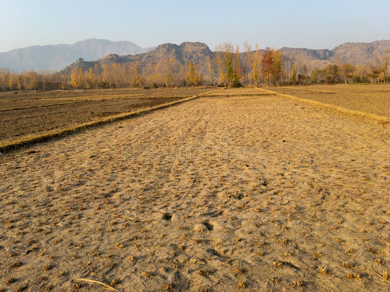 Rice Fields after Harvesting Crop Stock Image - Image of november ...