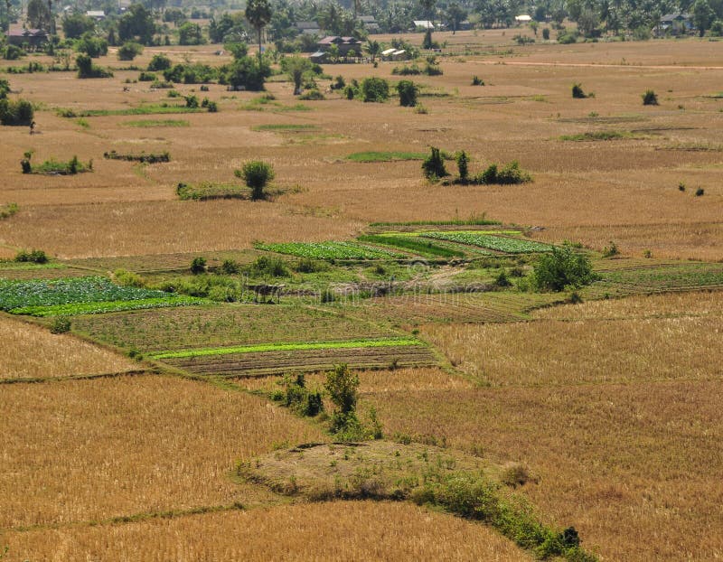 Rice Fields, Cambodia stock photo. Image of fields, aerial - 14434040