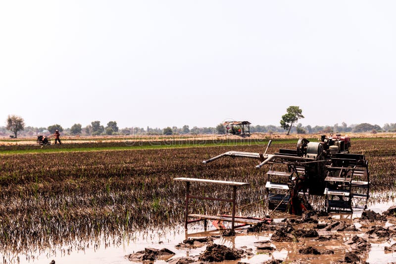 Rice Fields that Have Been Harvested and are Preparing for the Next ...