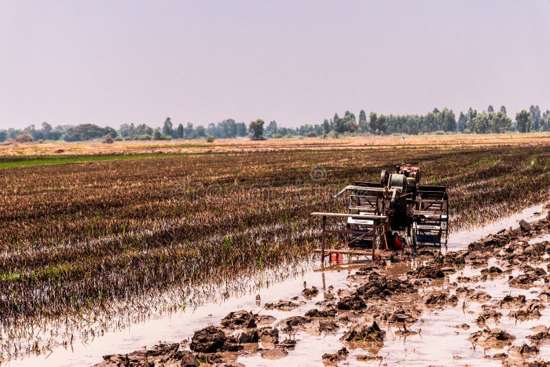 Rice Fields that Have Been Harvested and are Preparing for the Next ...