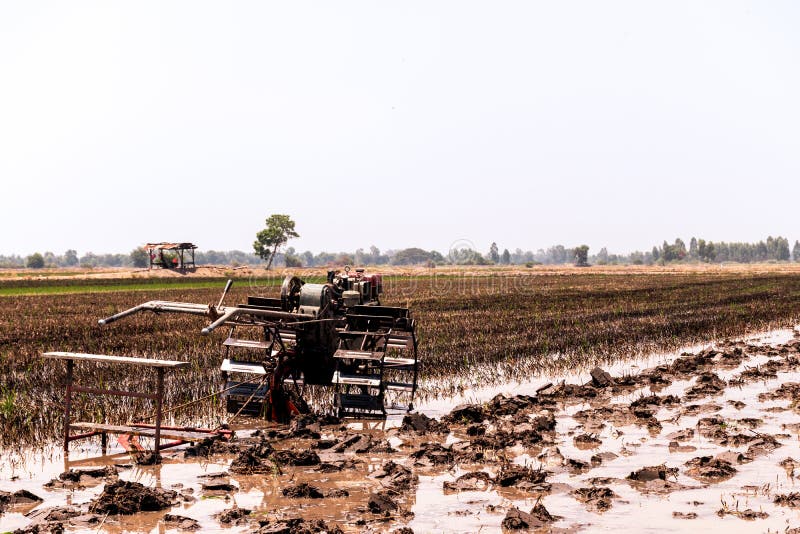 Rice Fields that Have Been Harvested and are Preparing for the Next ...