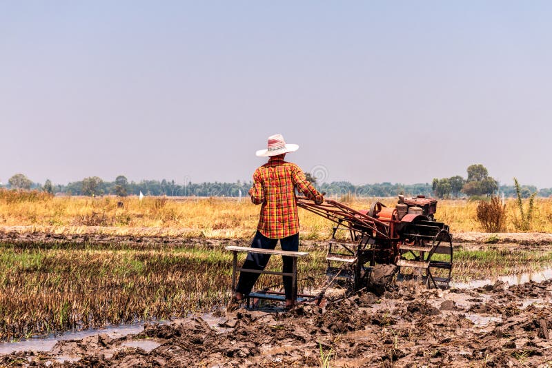Rice Fields that Have Been Harvested and are Preparing for the Next ...