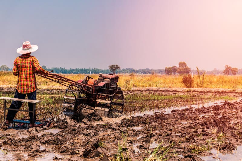 Rice Fields that Have Been Harvested and are Preparing for the Next ...