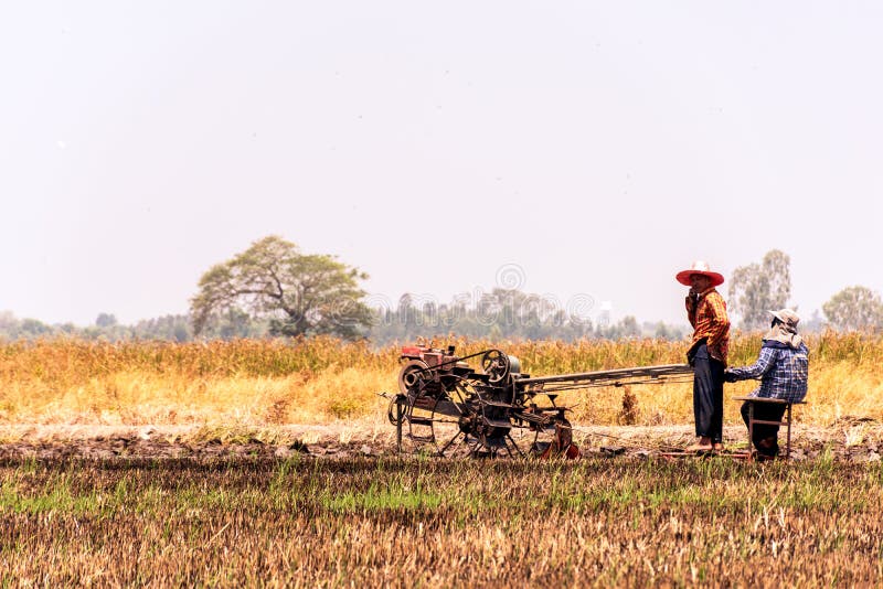 Rice Fields that Have Been Harvested and are Preparing for the Next ...