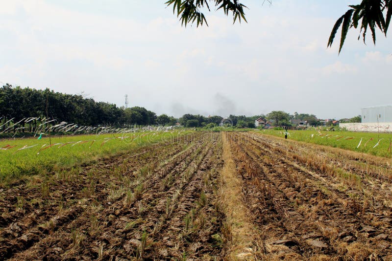 Rice Fields that Have Been Harvested by Rice Stock Image - Image of ...