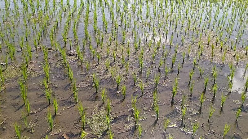 Rice Fields that Have Been Planted with Rice Seedlings Stock Footage ...