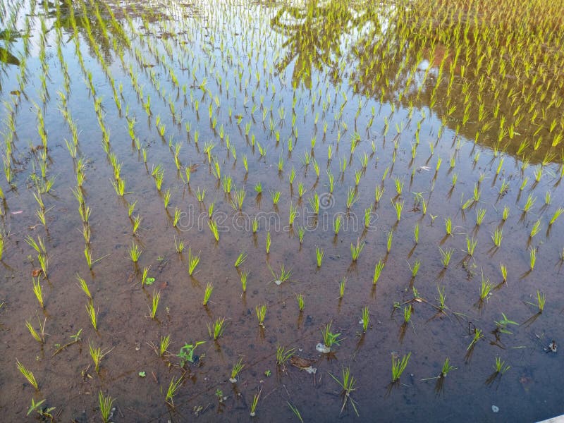 Rice Fields. Rice Fields that Have Just Been Planted with Rice?? Stock ...