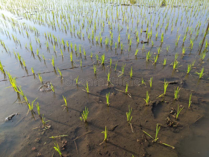 Rice Fields that Have Just Been Planted with Rice in the Morning Stock ...