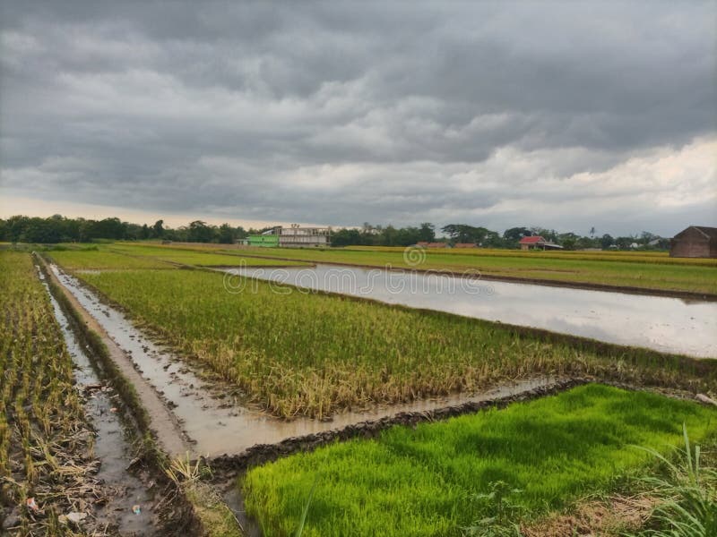 Rice Fields that Have Just Been Planted with Rice Stock Photo - Image ...