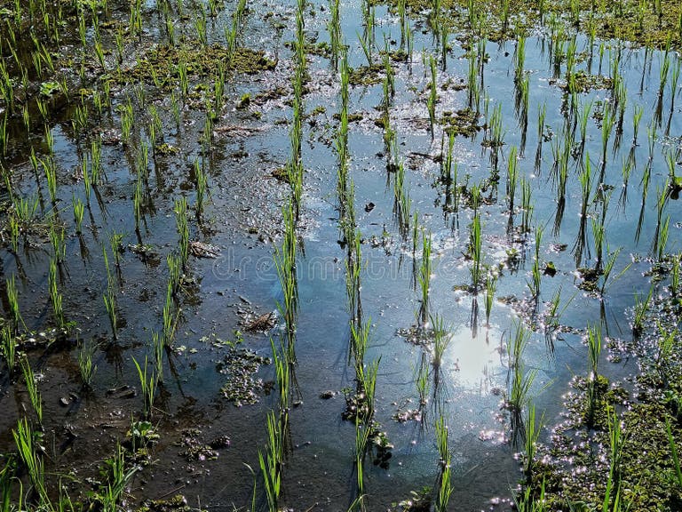 Rice Fields that Have Just Been Planted with Rice Seedlings Stock Photo ...