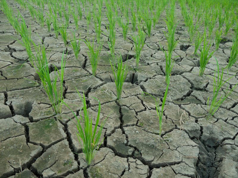 Rice Fields that Have Just Been Planted with Rice, the Soil is Dry Due ...