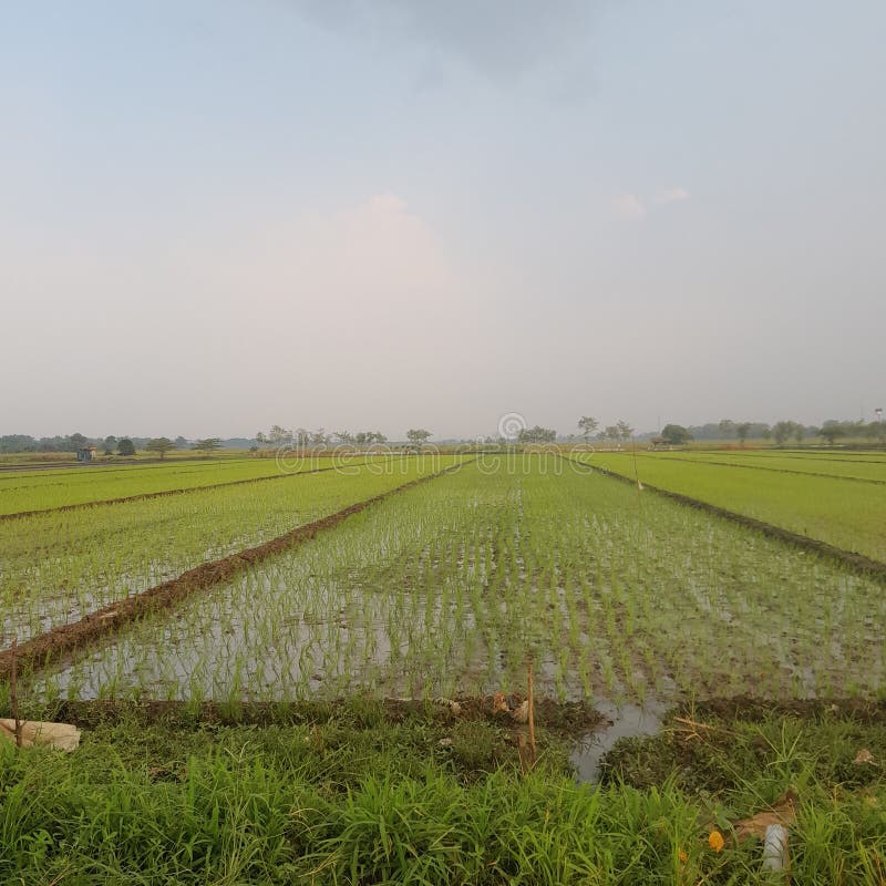 Newly planted fields stock image. Image of meadow, plant - 263910063