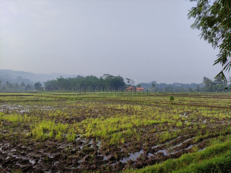 Rice Fields that Have Just Been Planted Stock Photo - Image of crop ...