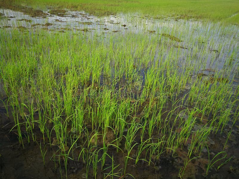 The Rice Fields Have Water. Stock Image - Image of water, fields: 157946645