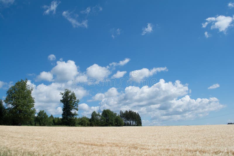 Rice Fields and Hay on the Ground. Stock Photo - Image of ground ...