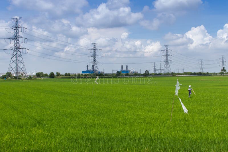 Rice Fields with High Power Lines. Stock Photo - Image of electric ...